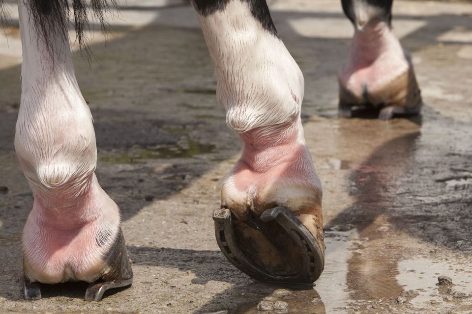 Cuidar las los cascos de tu caballo. Spain Horses yeguada de caballos.